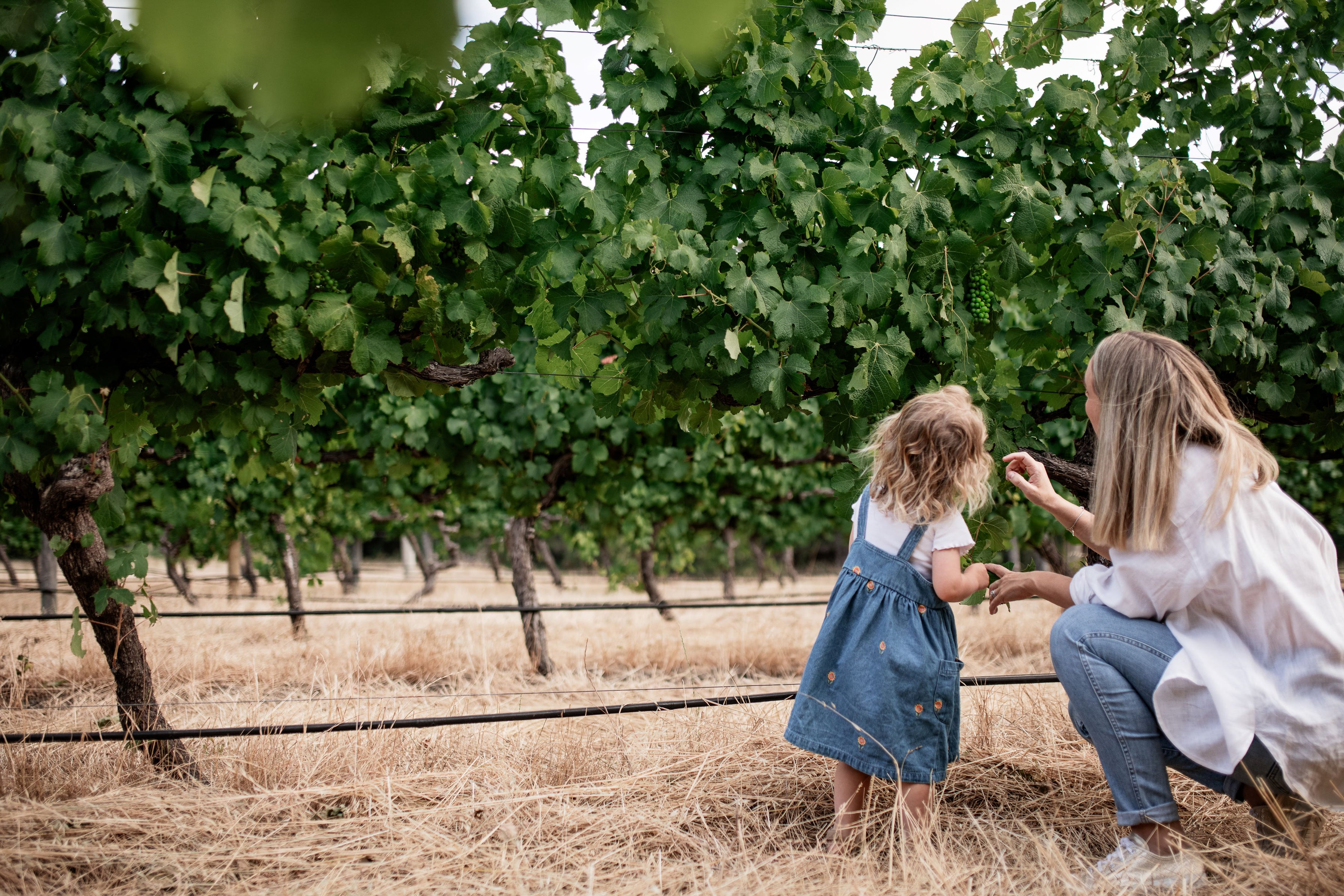 Thomas William Wines